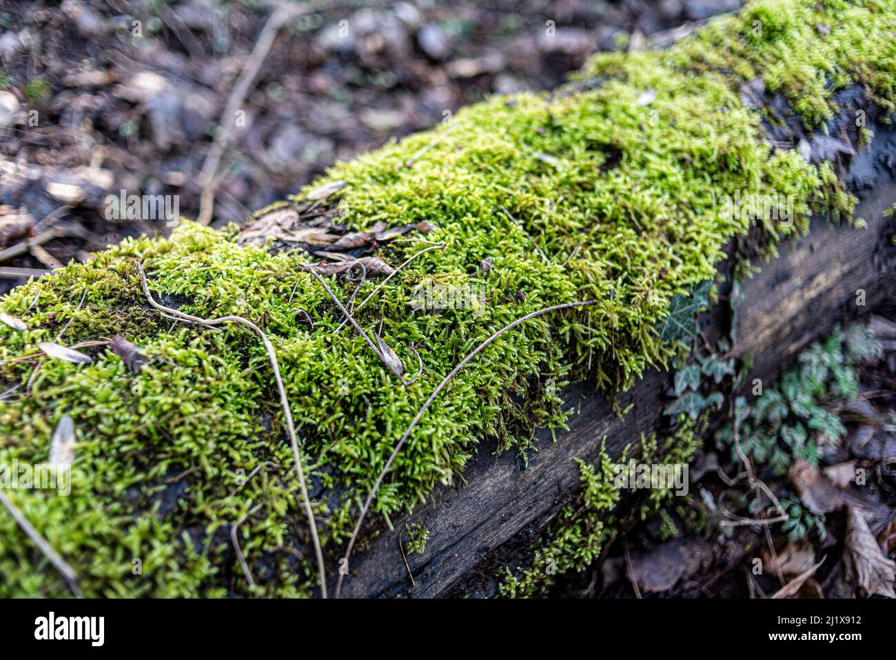 a photo of wood plank covered with moss Stock Photo - Alamy