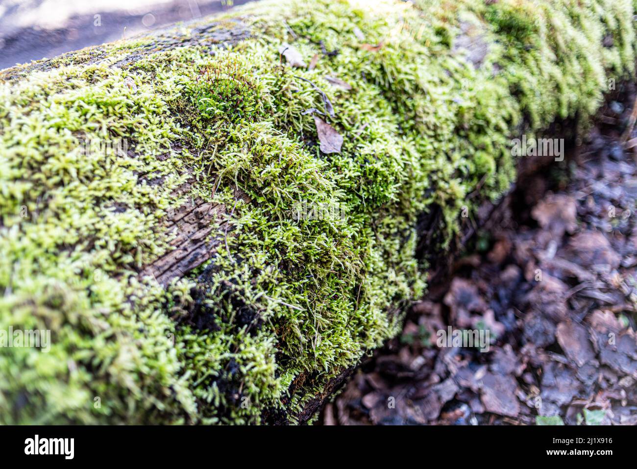 a photo of wood plank covered with moss Stock Photo - Alamy