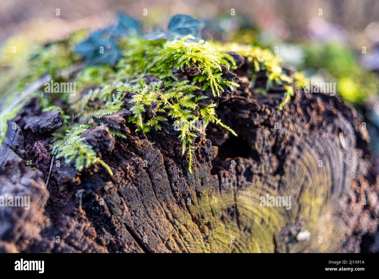 a photo of wood plank covered with moss Stock Photo - Alamy