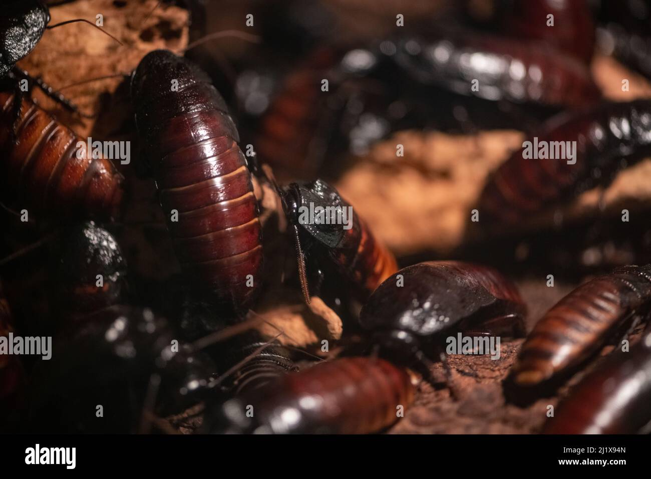 closeup photo of black cockroaches Stock Photo - Alamy