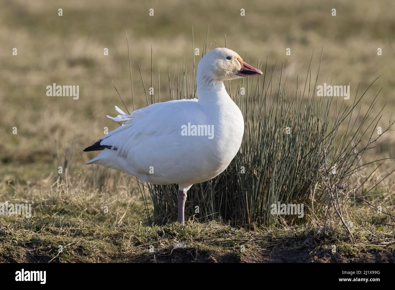 Snow Goose standing on one leg in spring sunshine Stock Photo - Alamy