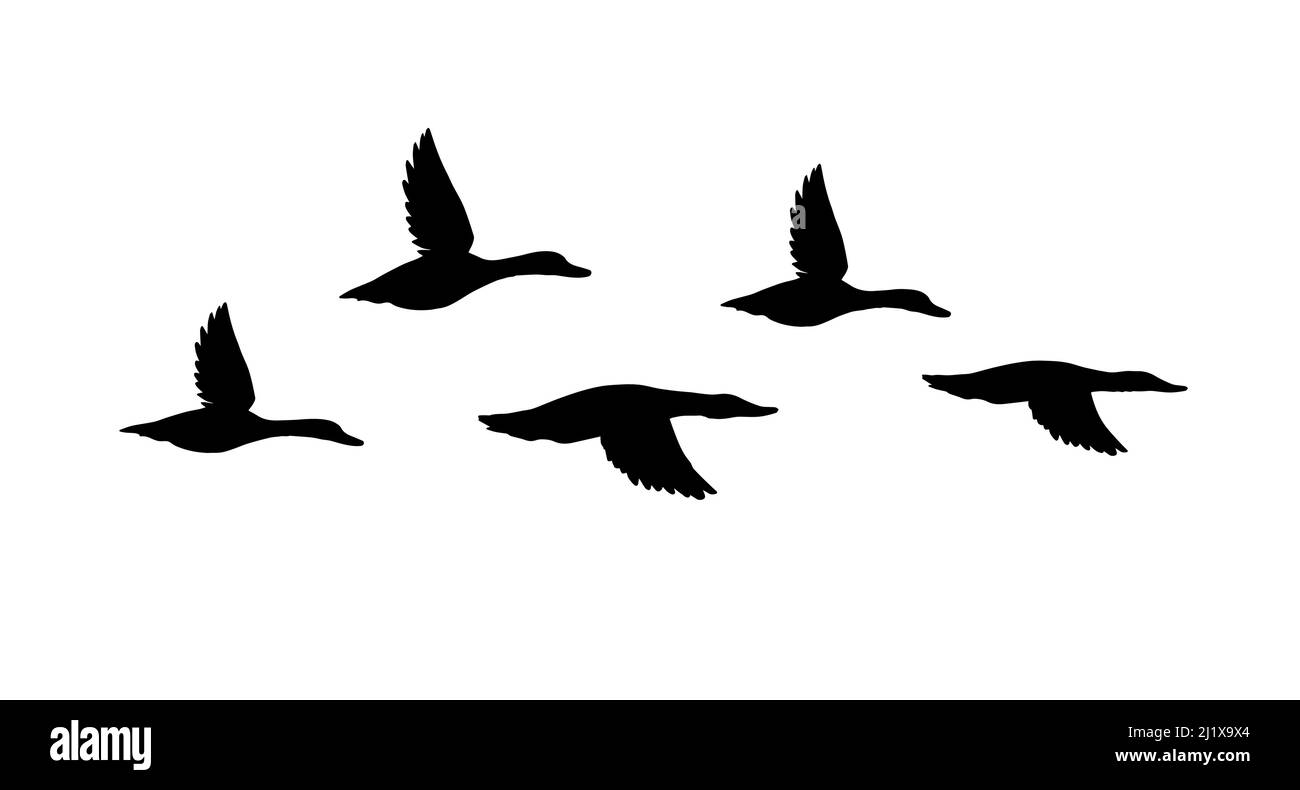 Vector black flock of flying duck silhouette isolated on white ...
