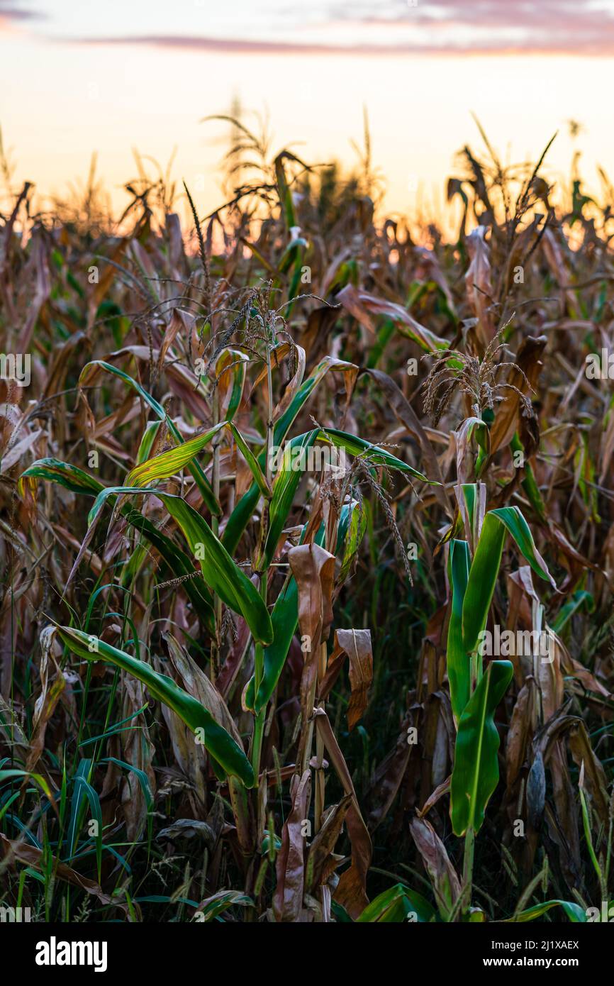 Corn plantation food. Corn field in agricultural garden Stock Photo - Alamy