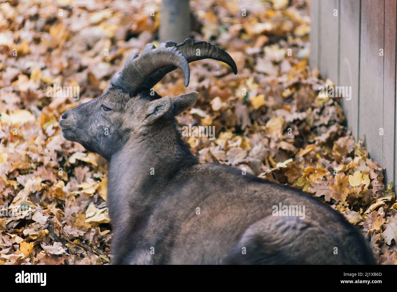 The maned ram eats hay, animal in the zoo, large rounded horns of ram ...