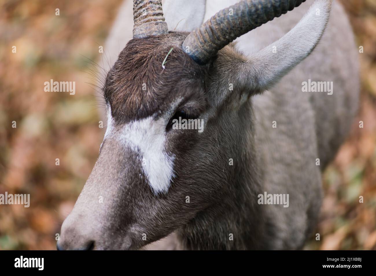 The maned ram eats hay, animal in the zoo, large rounded horns of ram ...