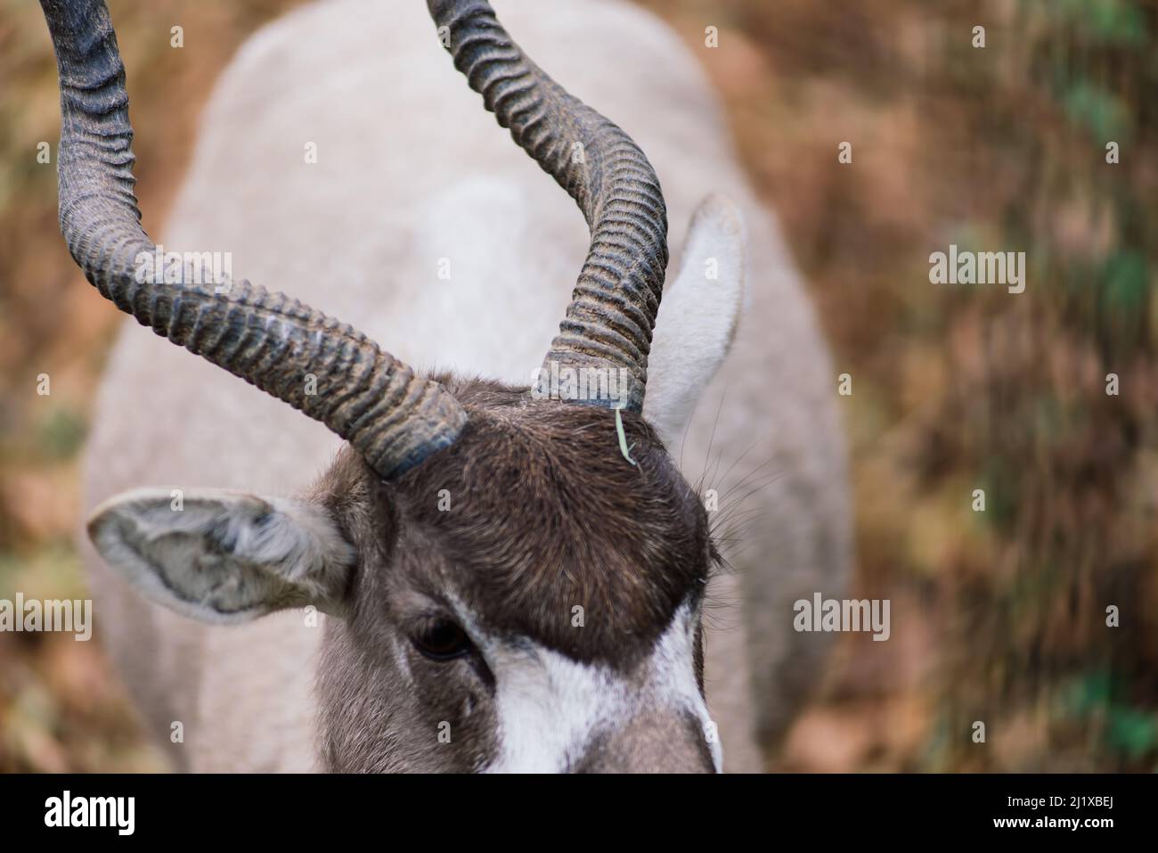 The maned ram eats hay, animal in the zoo, large rounded horns of ram ...