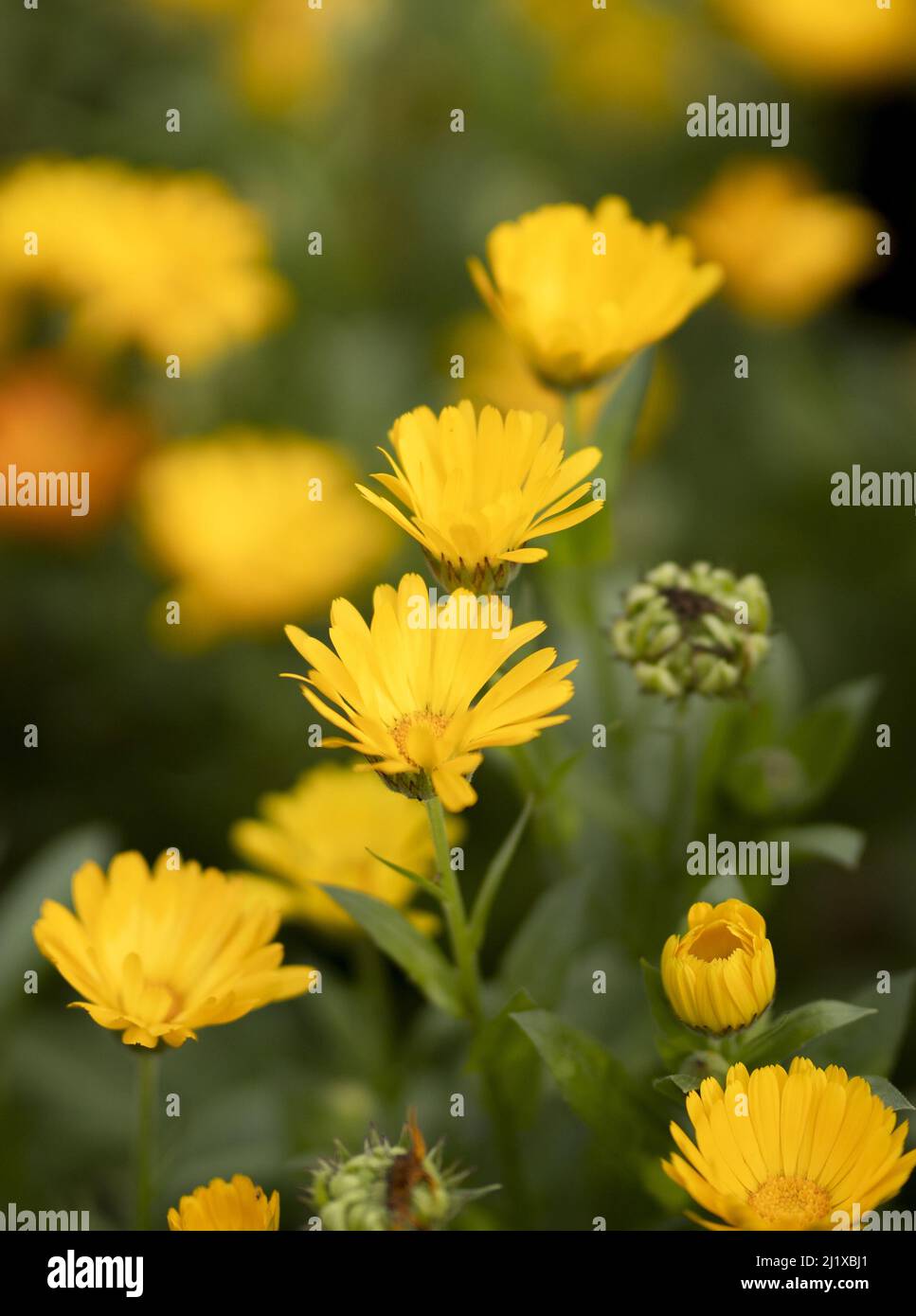 Beautiful Sunflower In My Gar Stock Photo - Alamy