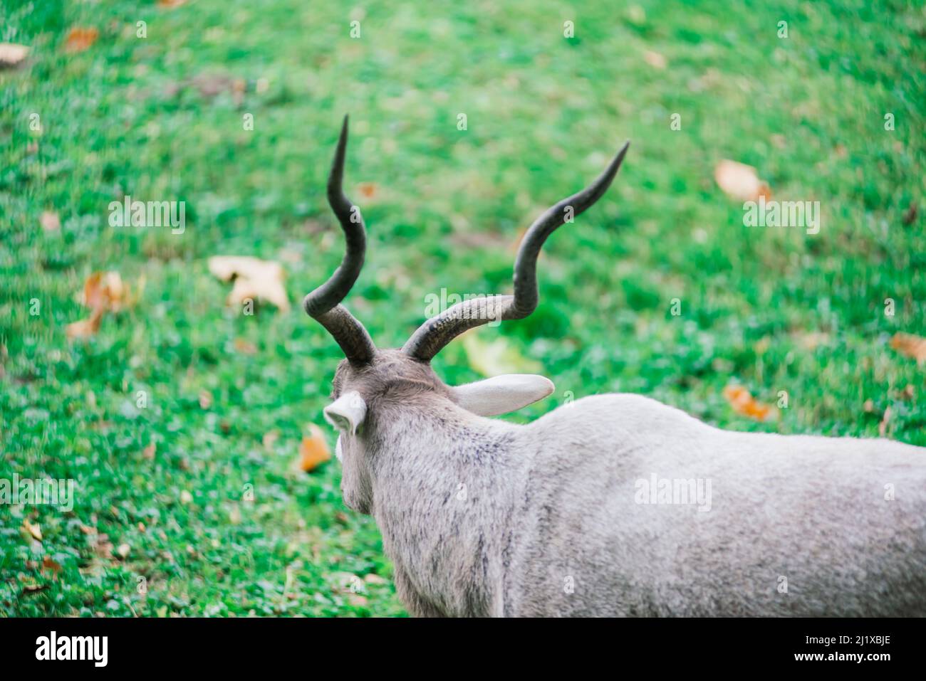 The maned ram eats hay, animal in the zoo, large rounded horns of ram ...