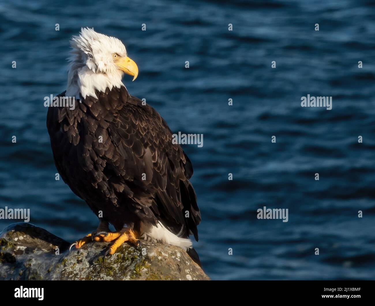 bald eagle resting on a rock by the water Stock Photo - Alamy