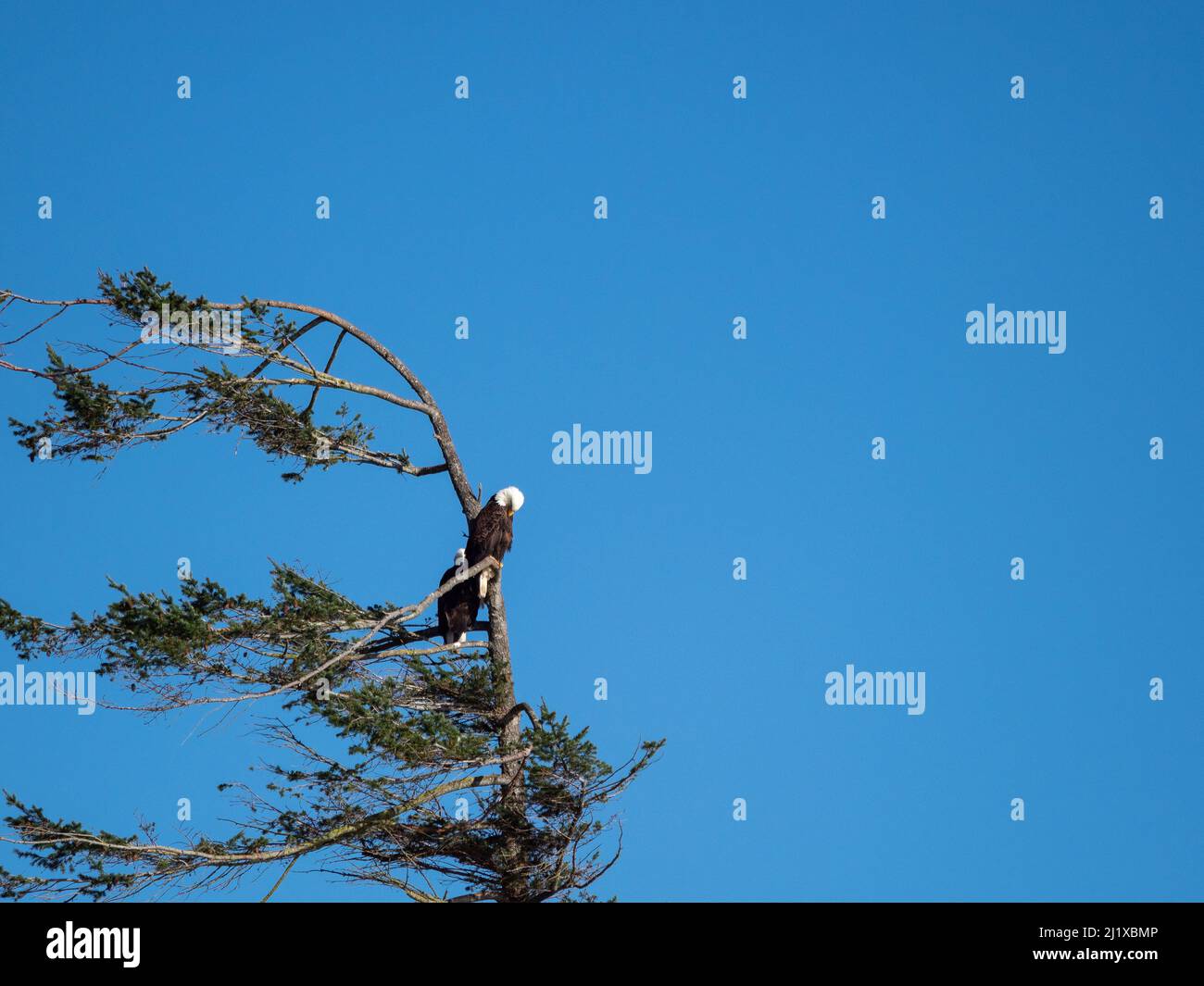 2 bold eagle resting in a tree on Hornby Island BC Stock Photo - Alamy