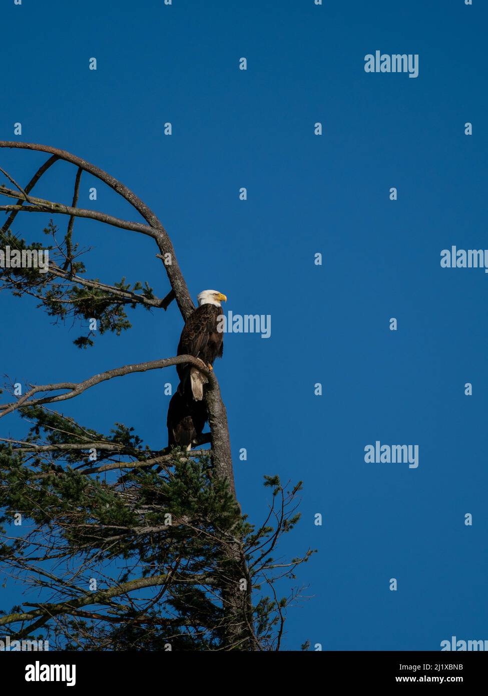 2 bold eagle resting in a tree on Hornby Island BC Stock Photo - Alamy
