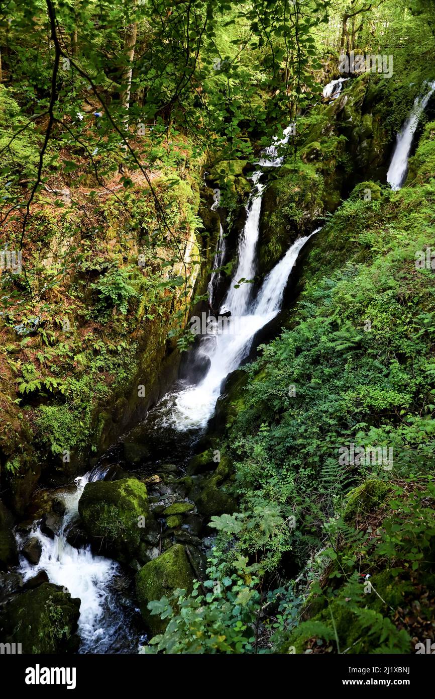 Stock Ghyll waterfall Waterfall in spate river amid lush green foliage ...