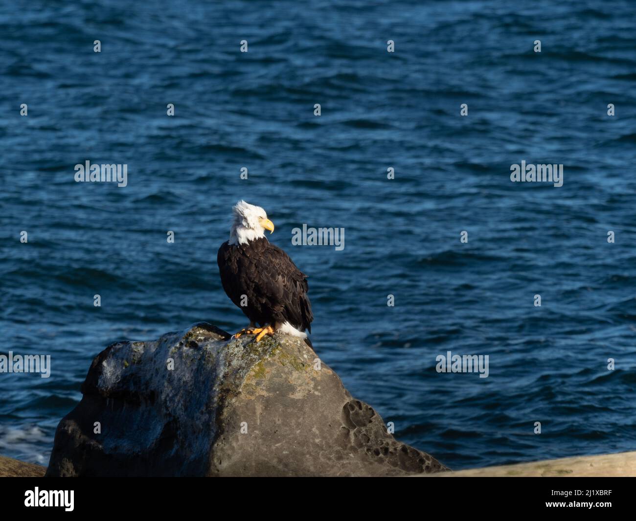 bald eagle resting on a rock by the water Stock Photo - Alamy