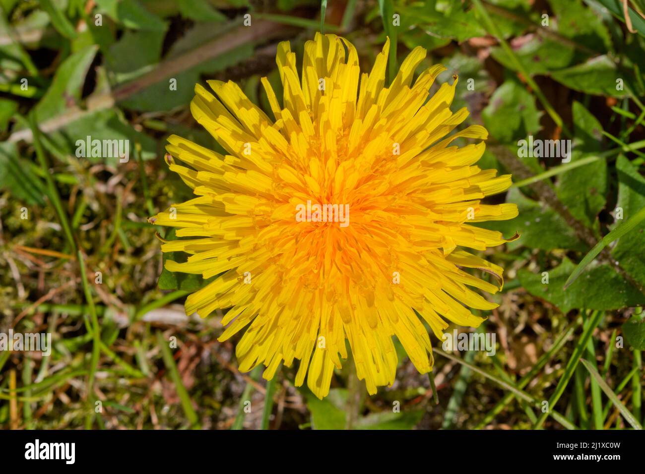 Close-up of the flower of Common dandelion Stock Photo - Alamy