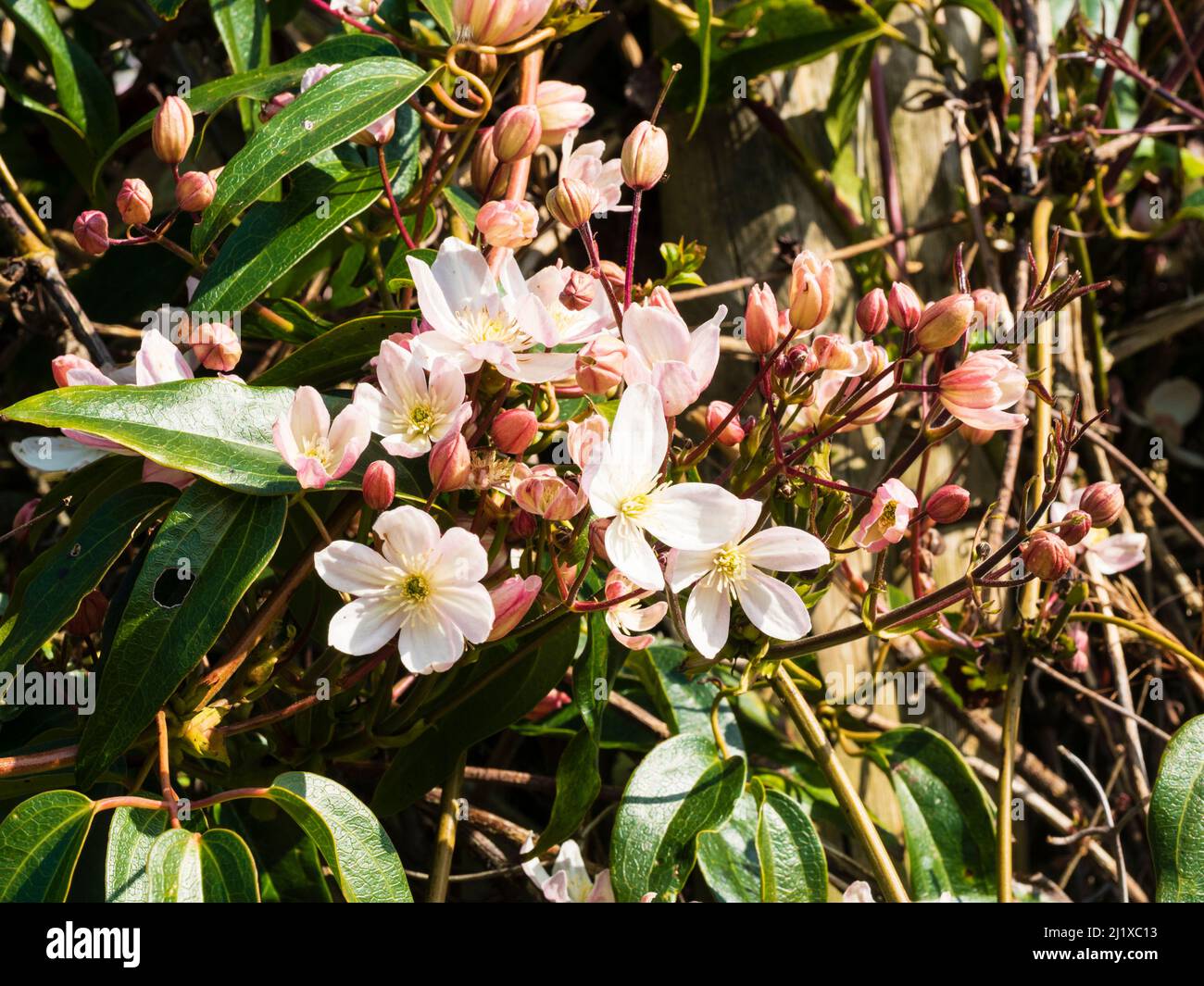 Clematis buds hi-res stock photography and images - Alamy