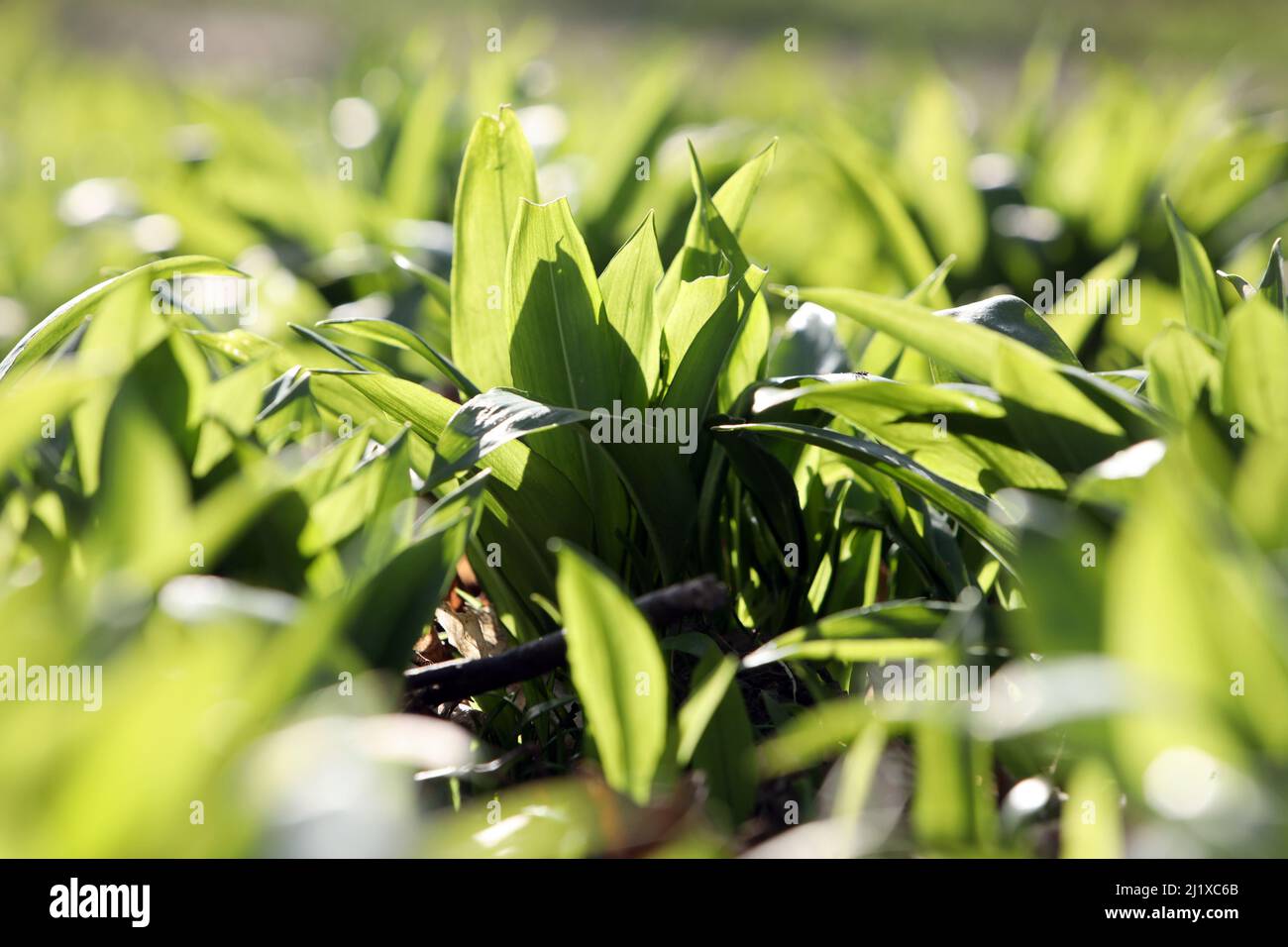 Prized plants hi-res stock photography and images - Alamy
