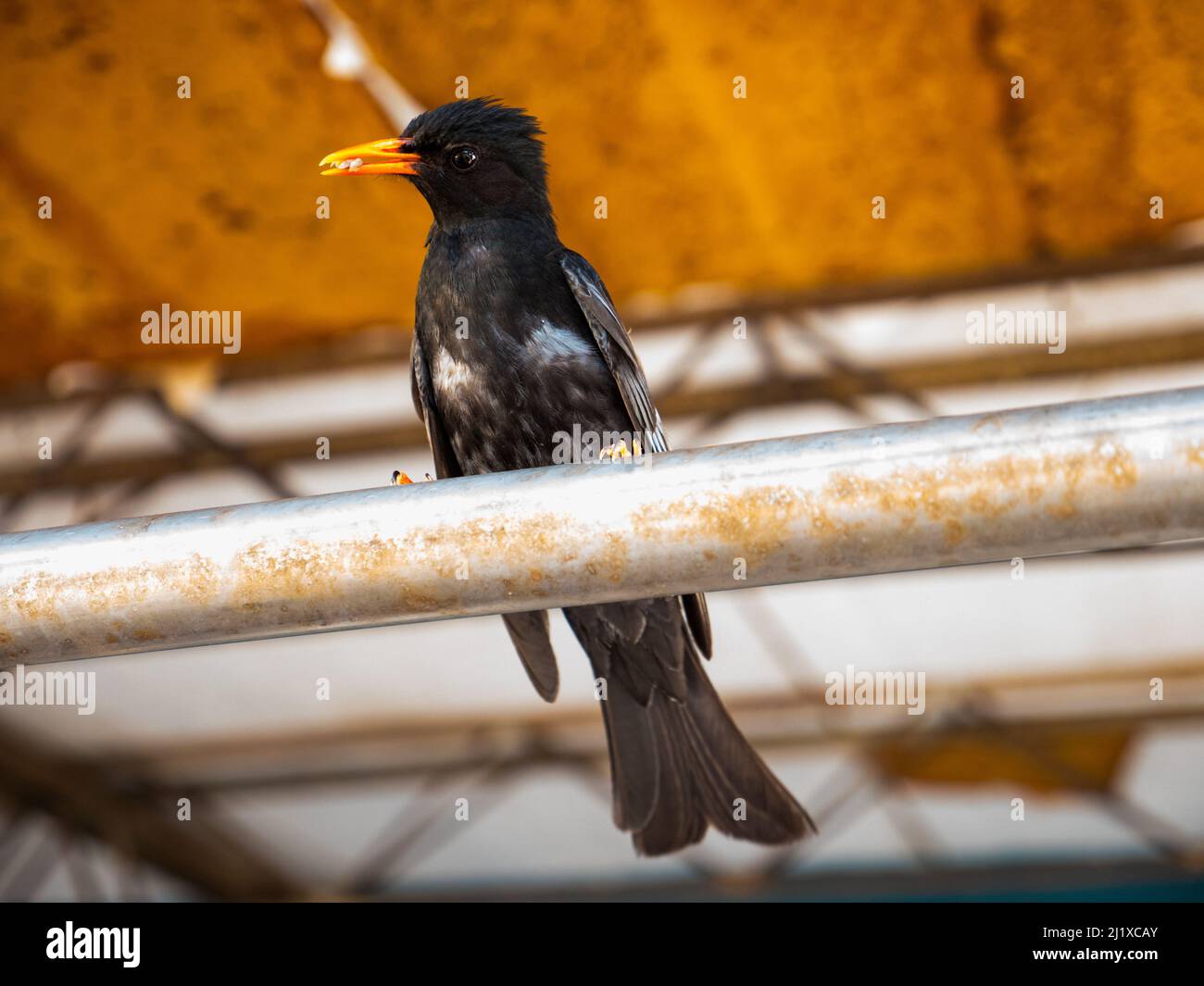 Black bulbul hi-res stock photography and images - Alamy