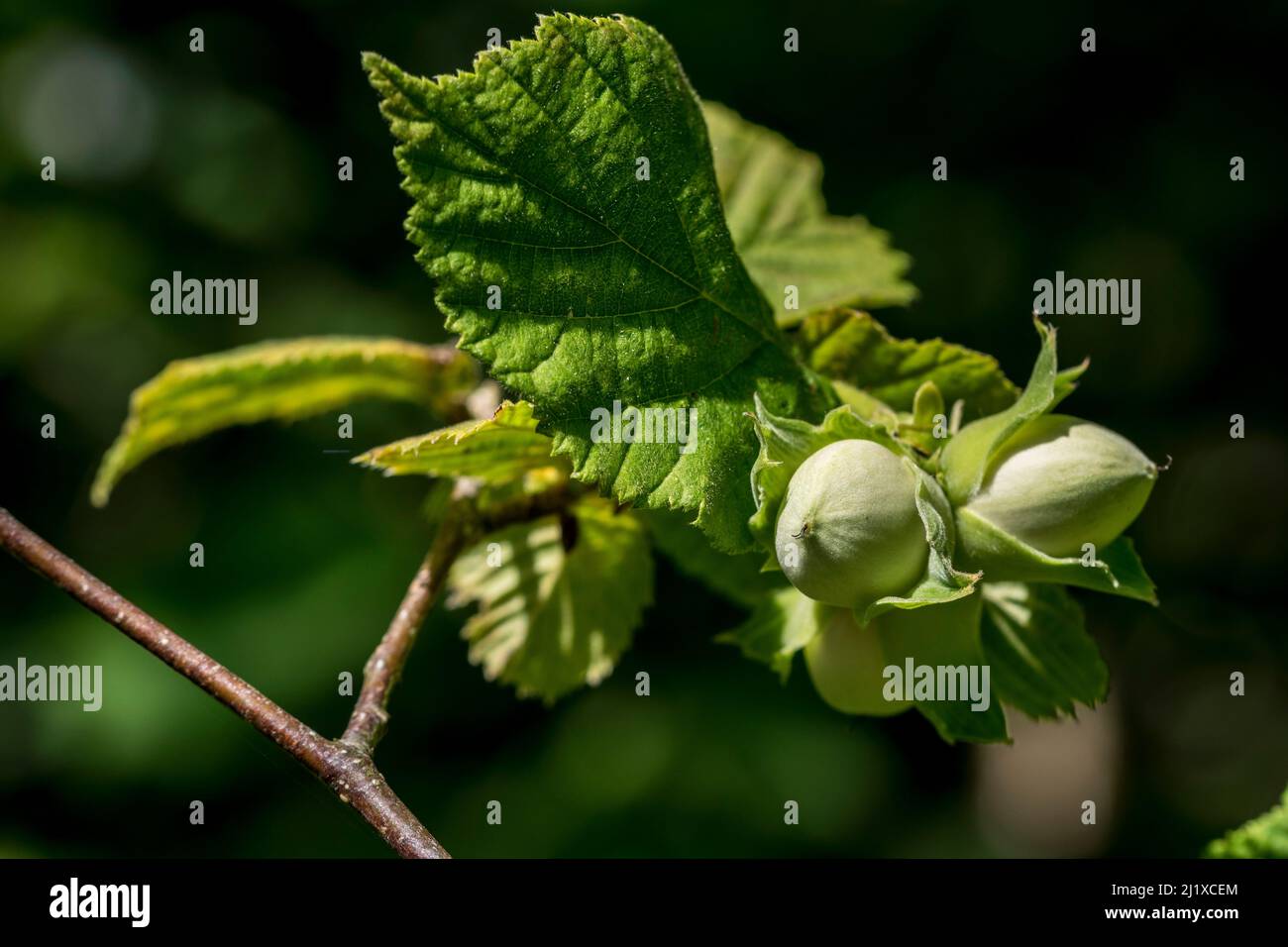 Hazelnuts ripening on Hazeltree Corylus avellana Stock Photo - Alamy