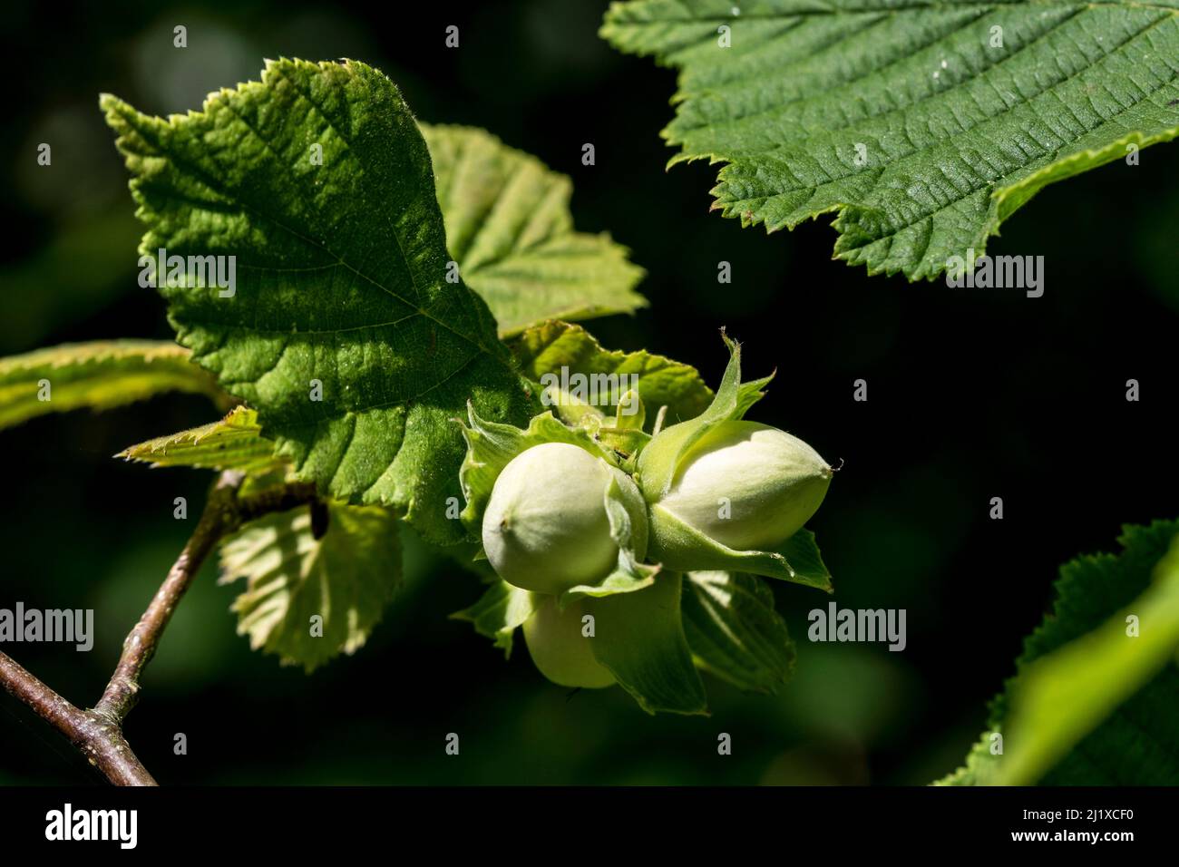 Hazelnuts ripening on Hazeltree Corylus avellana Stock Photo - Alamy