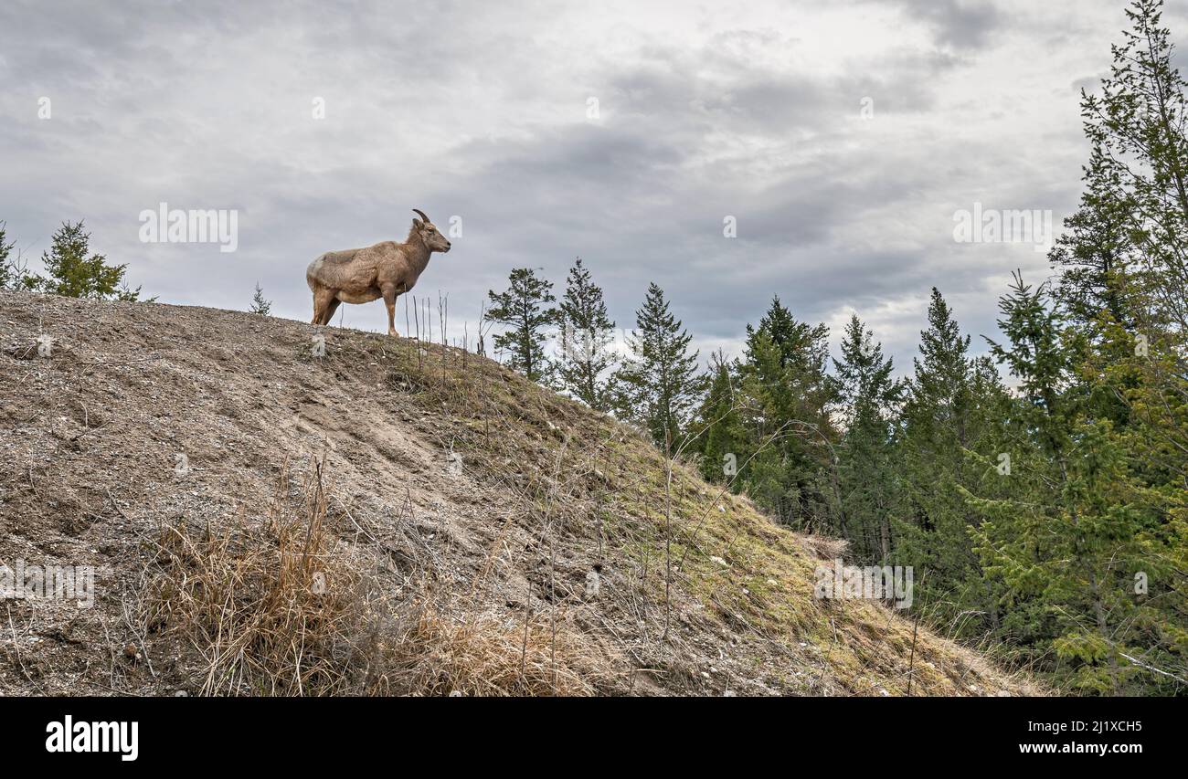Bighorn Sheep (Ovis canadensis) standing on a ridge near Radium ...