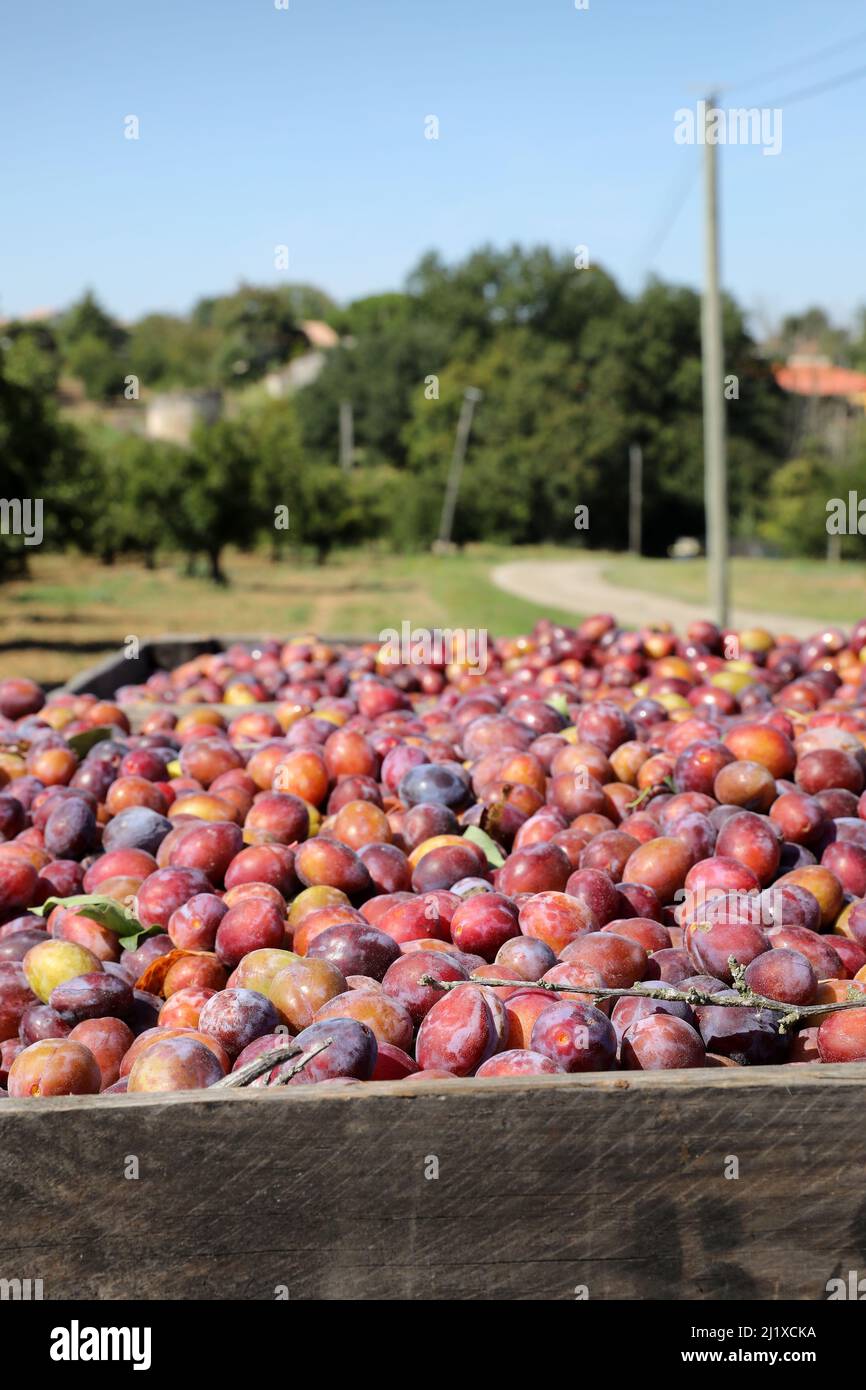 Agen prunes hi-res stock photography and images - Alamy
