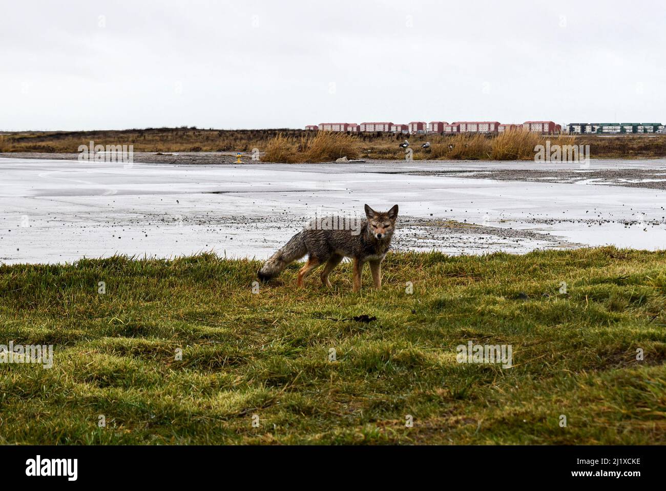 Wild fox hi-res stock photography and images - Alamy
