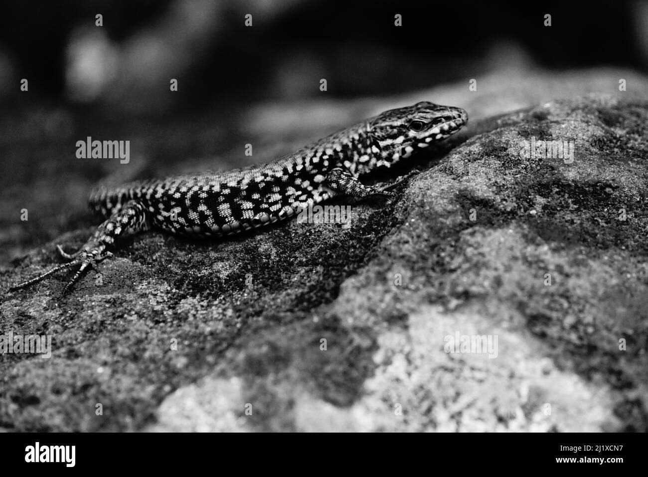 Lizard on rock Black and White Stock Photos & Images - Alamy