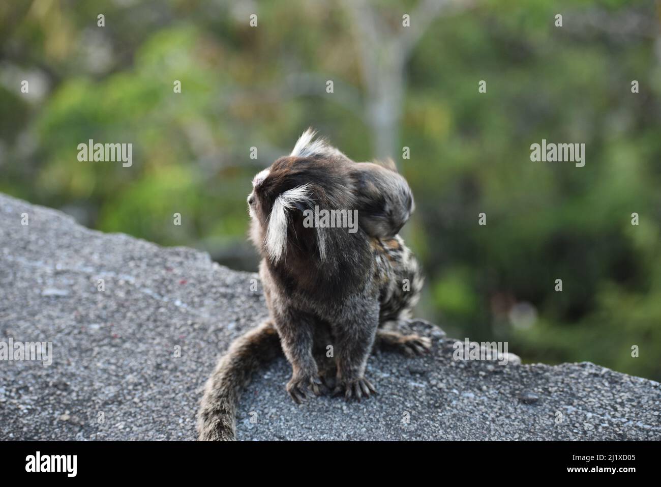 titi monkey in rio de janeiro mother with her calf Stock Photo - Alamy
