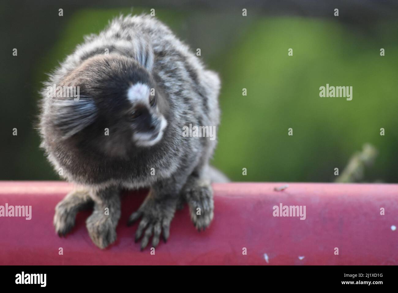 titi monkey in rio de janeiro mother with her calf Stock Photo - Alamy