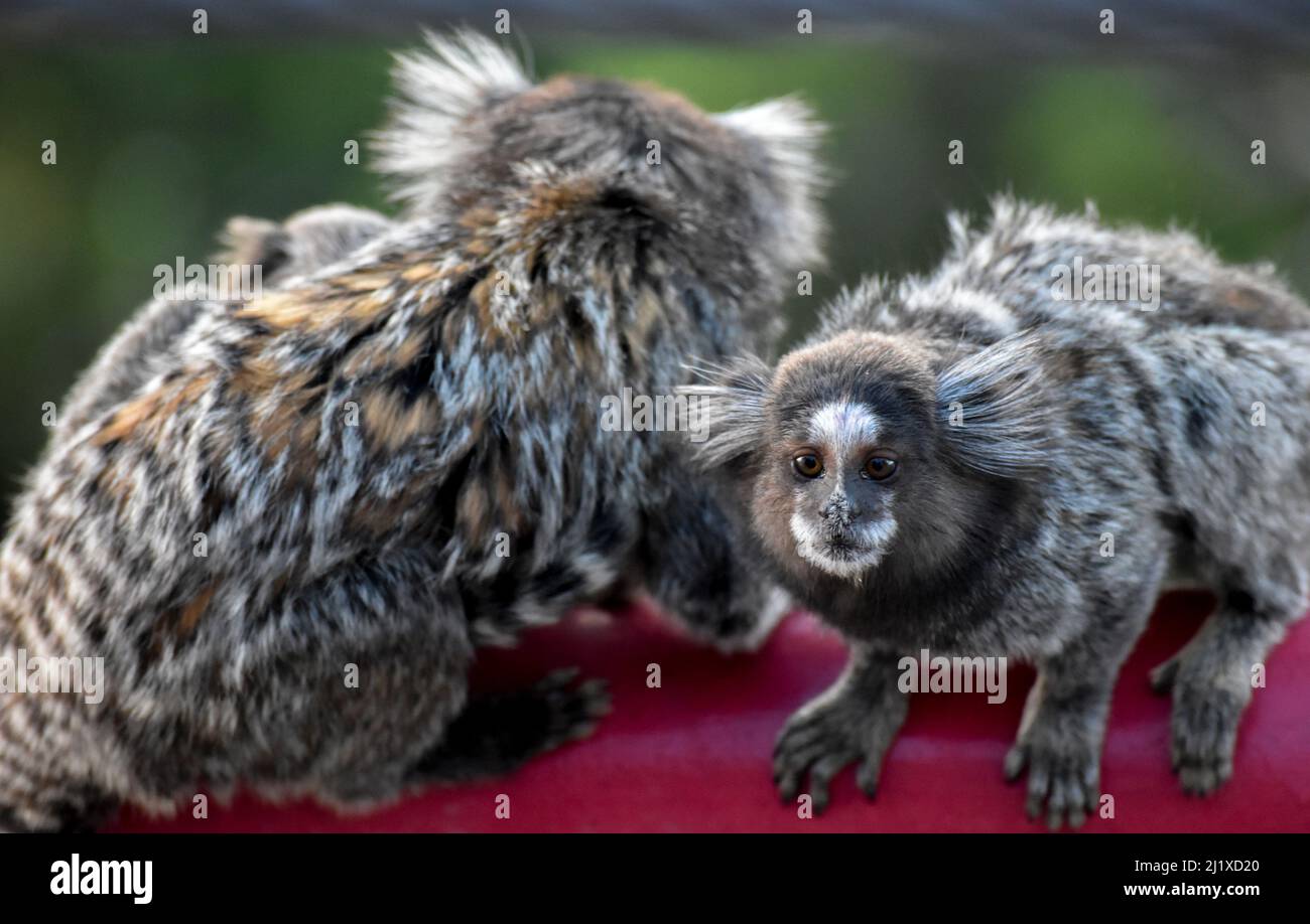 Titi monkey tail hi-res stock photography and images - Alamy