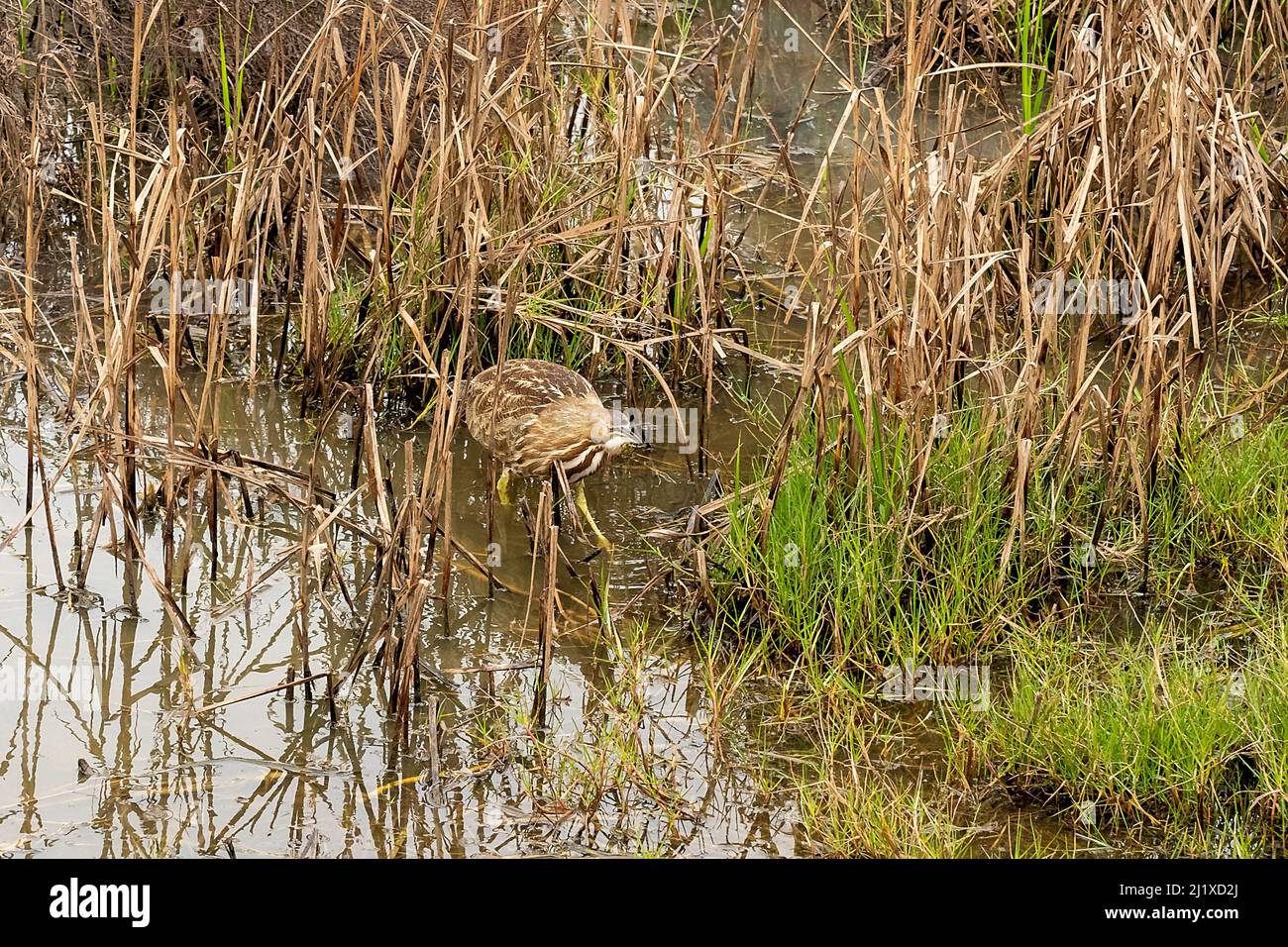 An American Bittern, Botaurus lentiginosus, in water by reeds in marsh ...