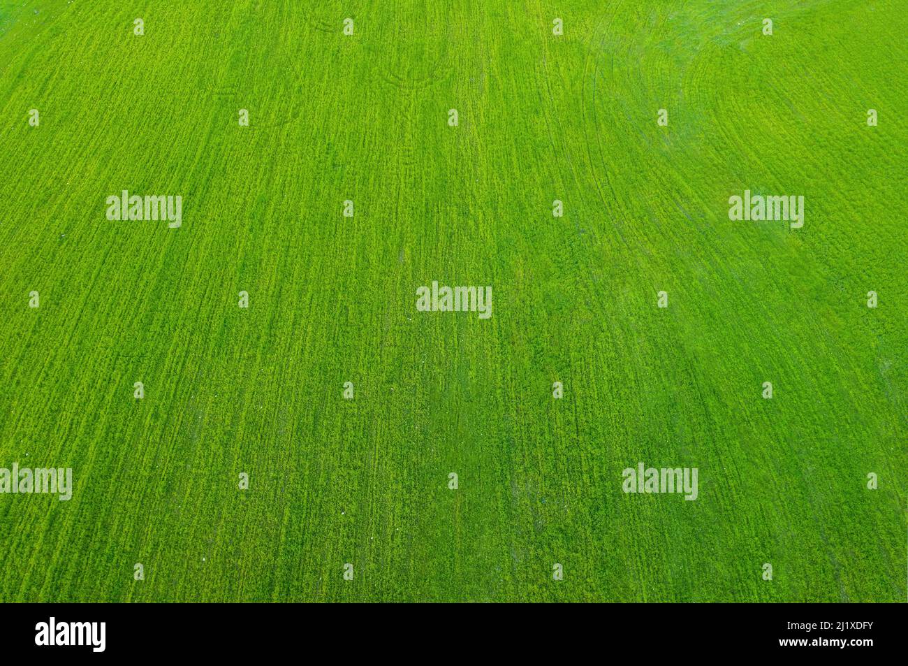 Field of green grass view from above. Minimalistic drone landscape ...