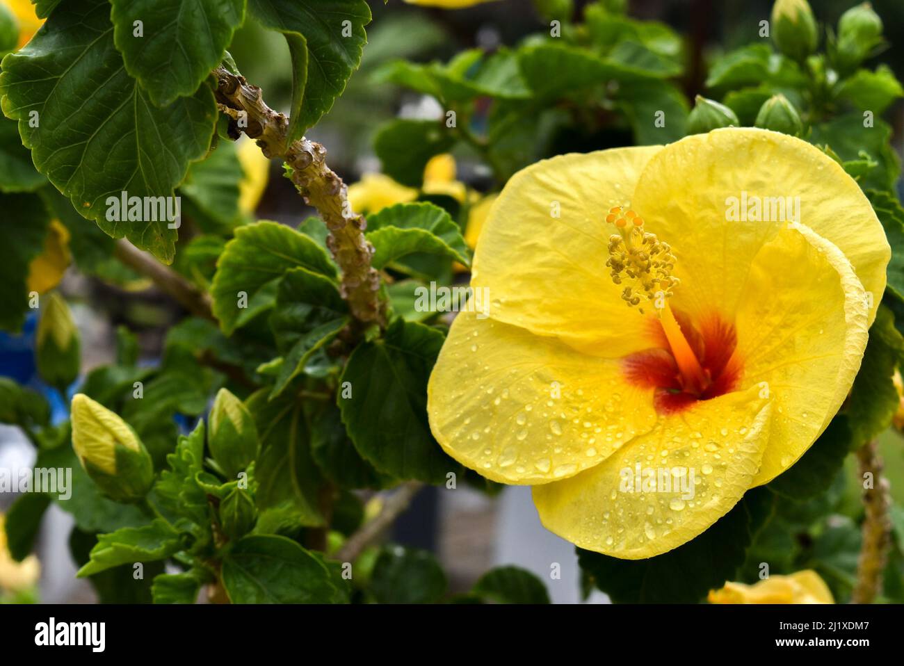 Beautiful yellow hawaiian hibiscus hi-res stock photography and images ...