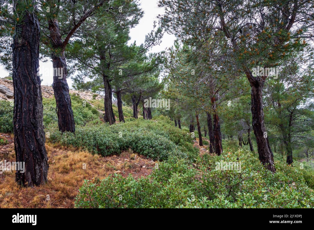 Photo of landscape from south of france Stock Photo - Alamy