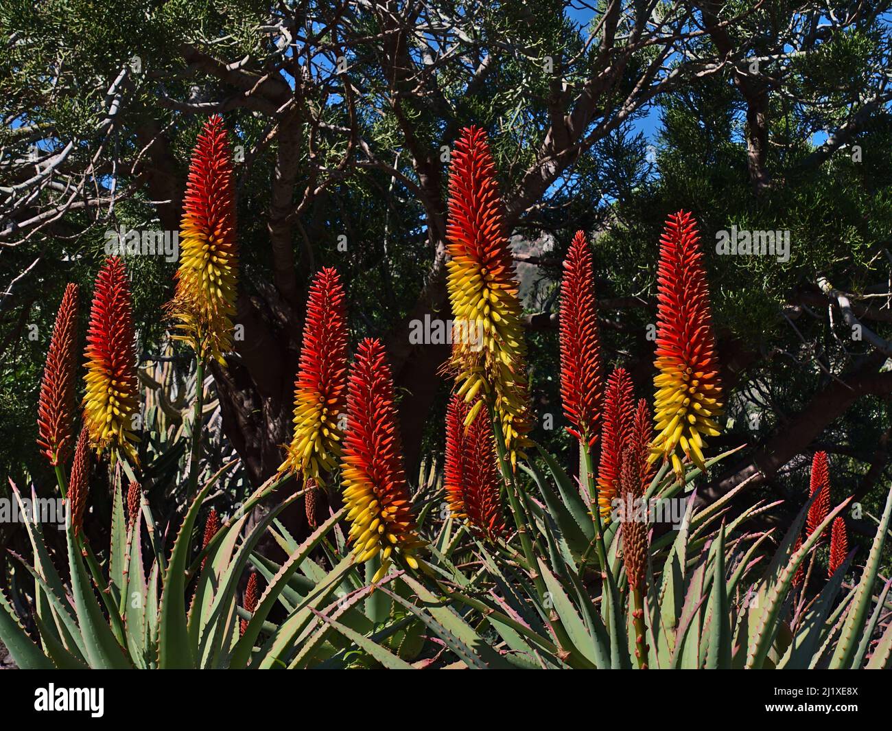Close-up view of an Aloe mutabilis plant with green leaves and yellow ...