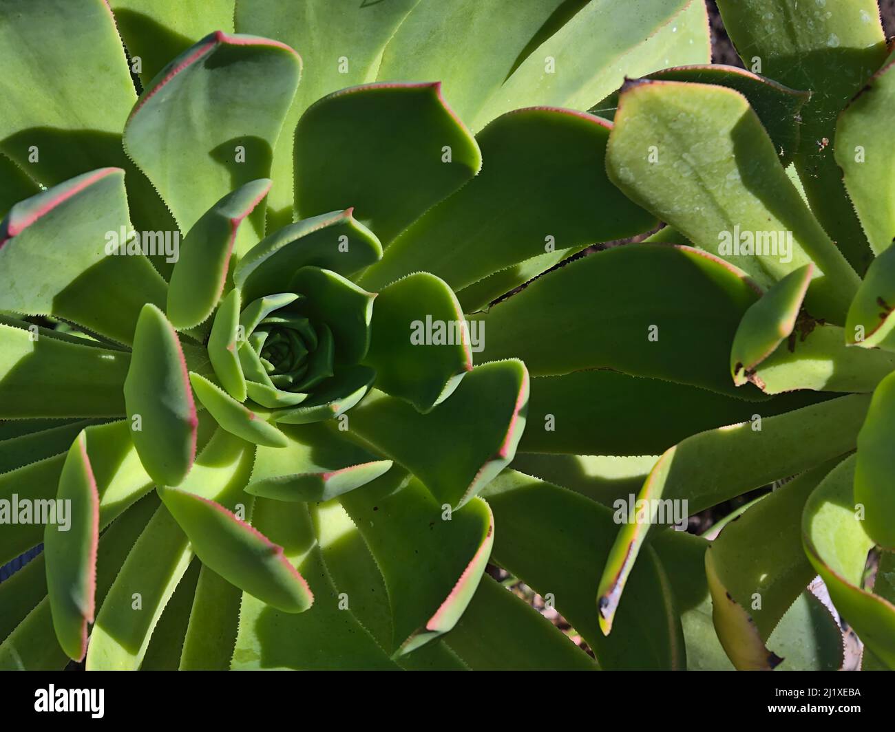 Aeonium close up hi-res stock photography and images - Alamy