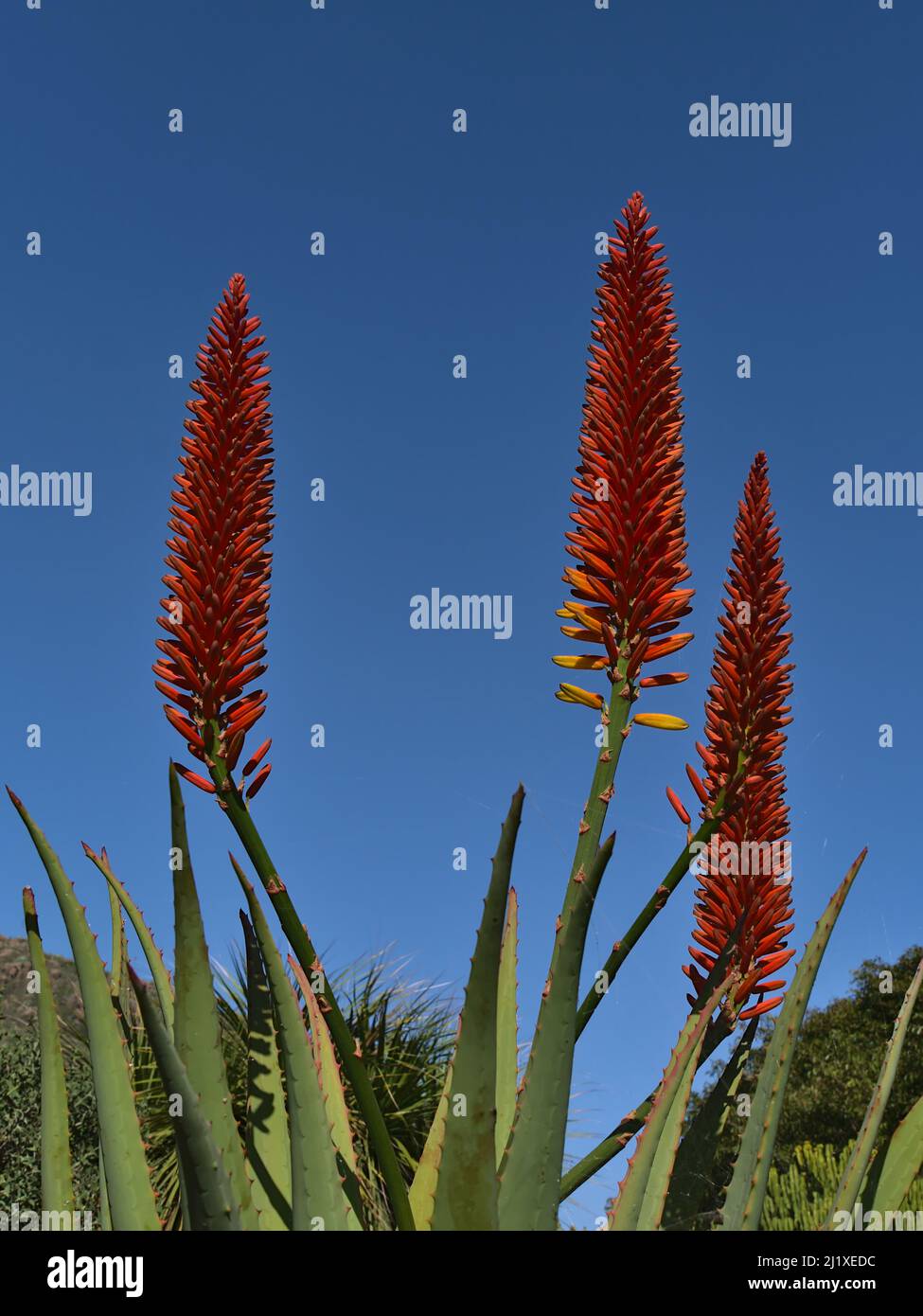 Close-up portrait view of a beautiful Aloe mutabilis plant with green ...