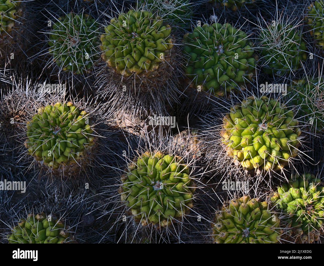 High angle close-up view of a mother of hundreds cactus (Mammillaria ...