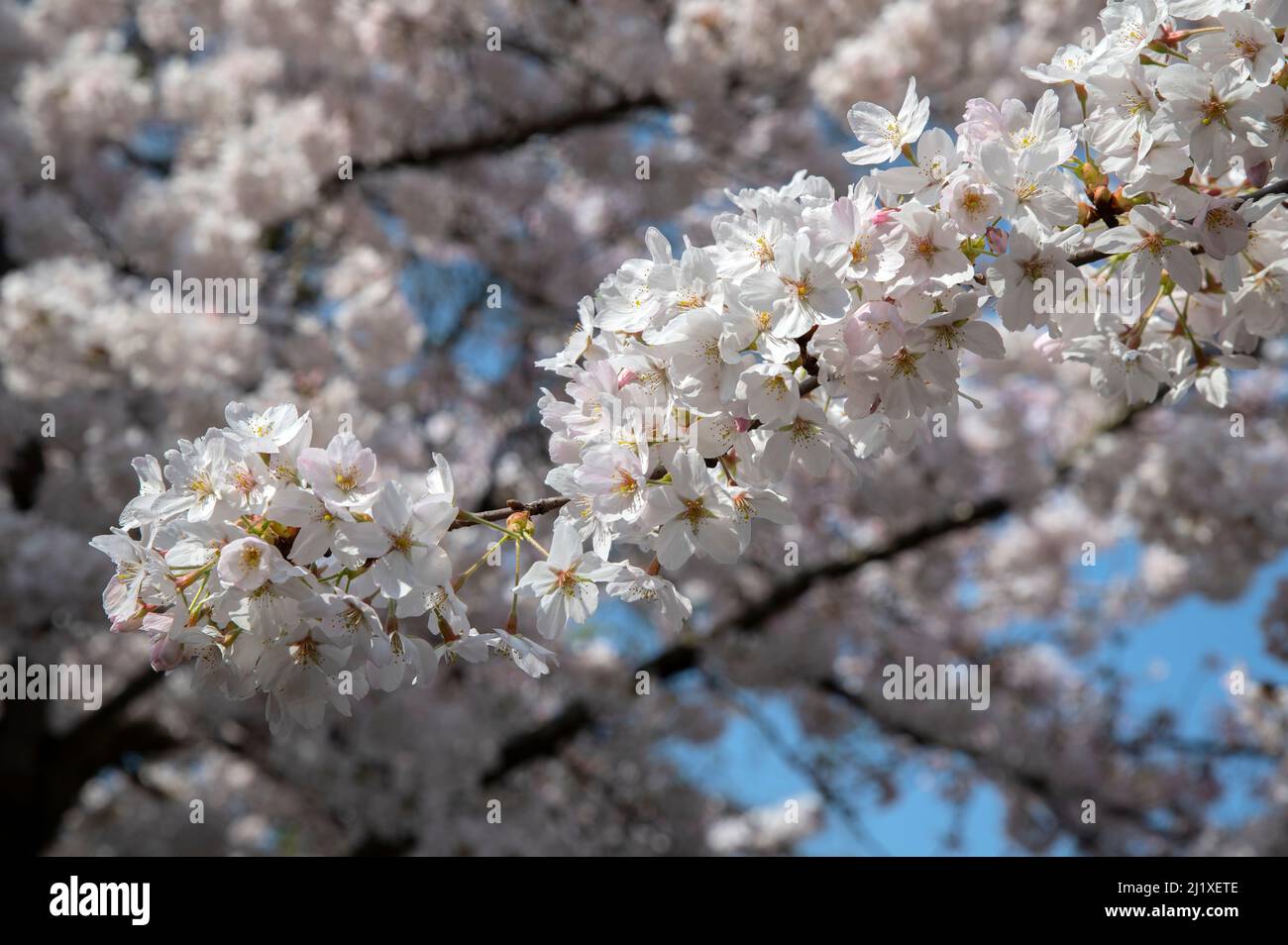 Branch With Cherry Blossoms Full In Bloom During Spring At Amsterdam ...