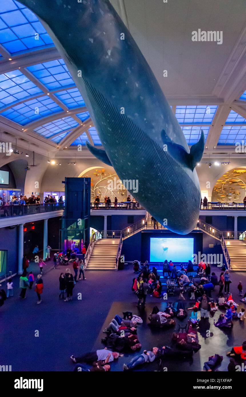 Blue Whale at Museum of Natural History, New York City with lots of ...