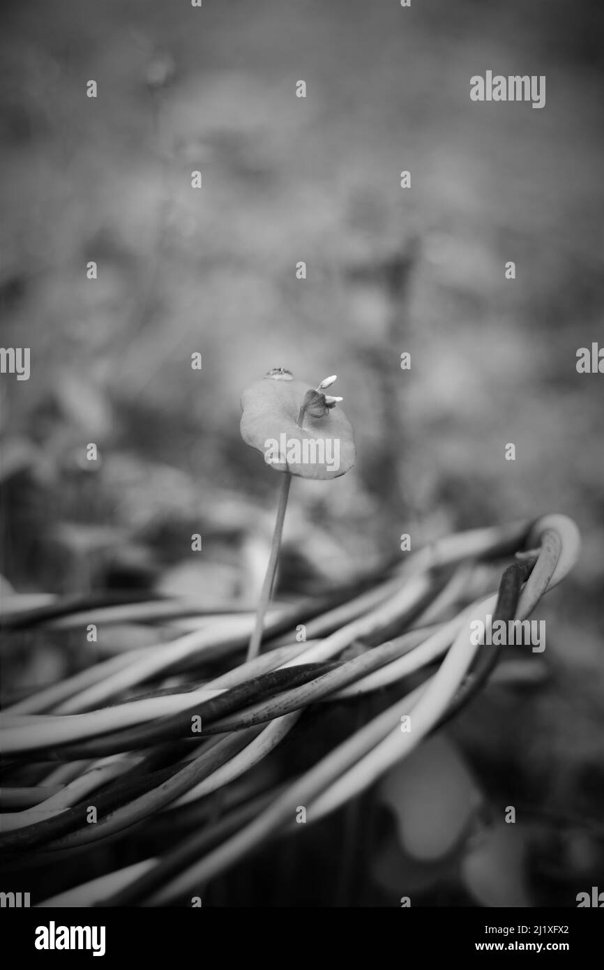 Growing concept Black and White Stock Photos & Images - Alamy