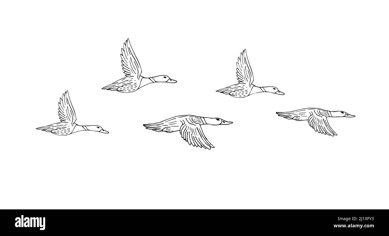 Vector hand drawn sketch flock of flying duck isolated on white ...