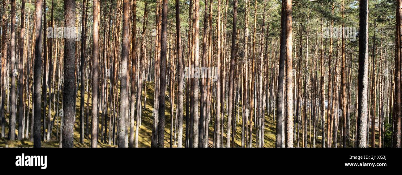 Pine trees and fir trees in spring Coniferous forest close up ...