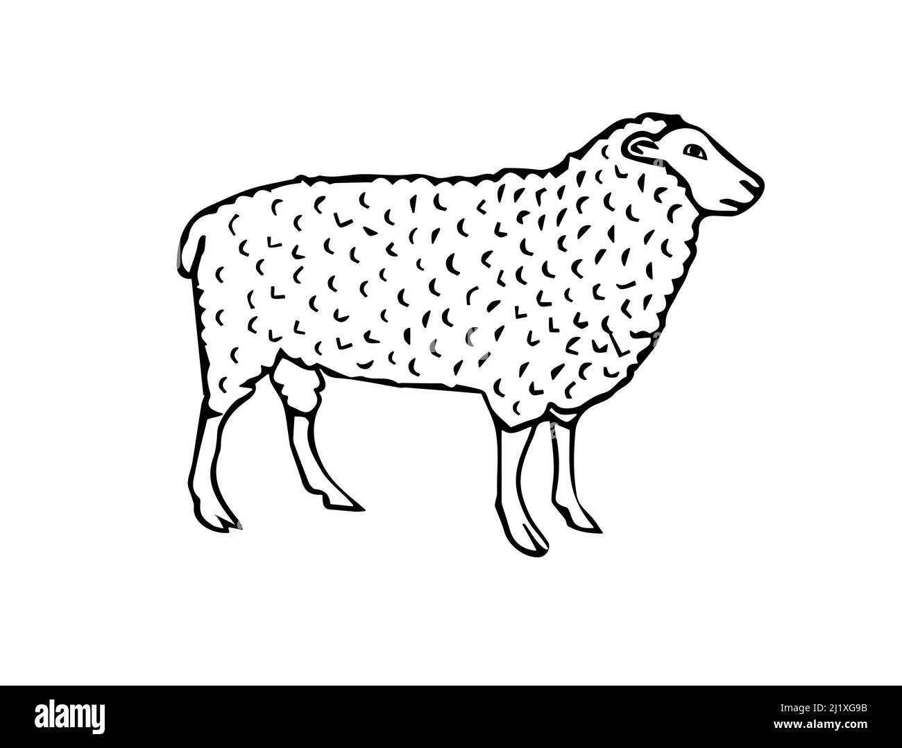 Vector hand drawn sketch sheep isolated on white background Stock ...