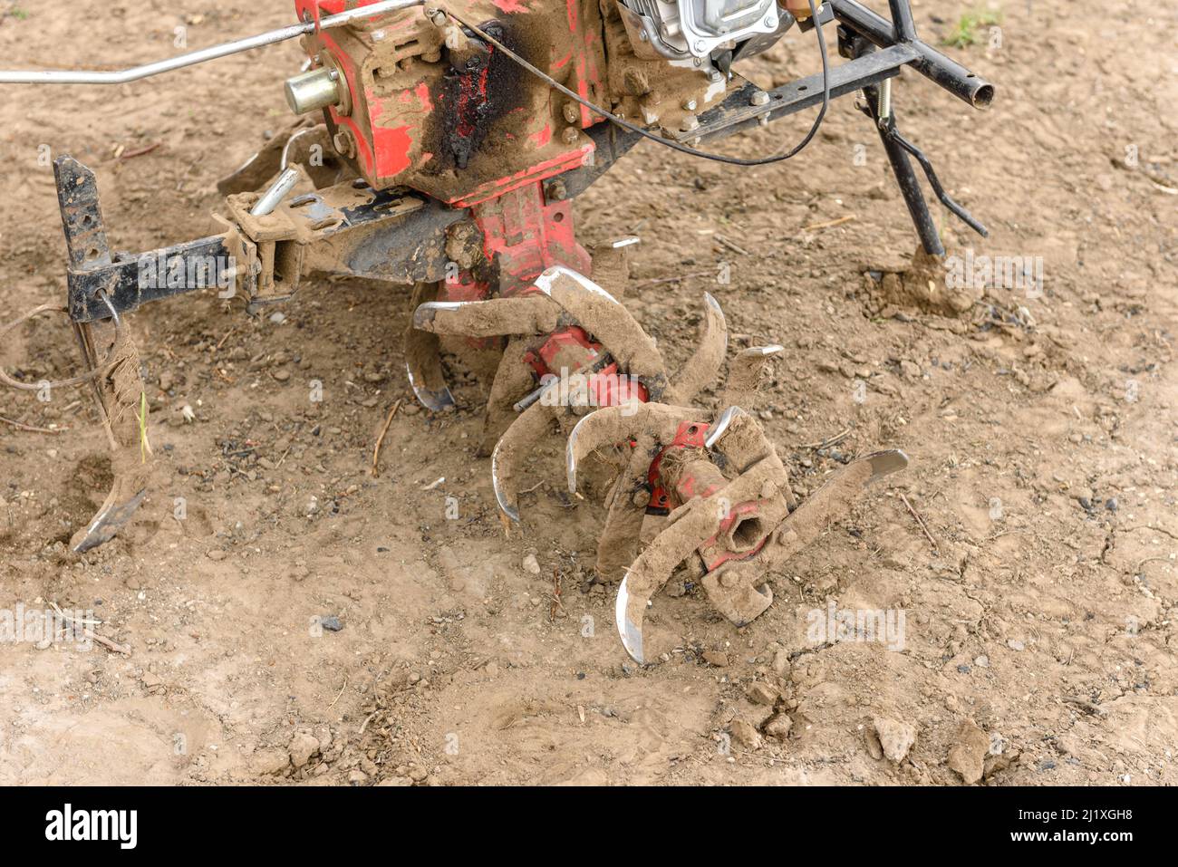 Hand tractor in the garden. A cultivator with a plow makes a furrow in ...