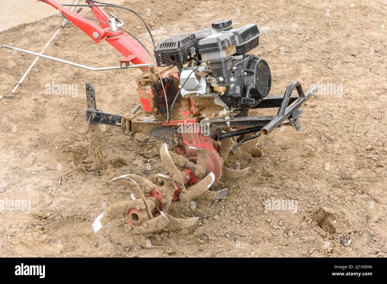 Hand tractor in the garden. A cultivator with a plow makes a furrow in ...