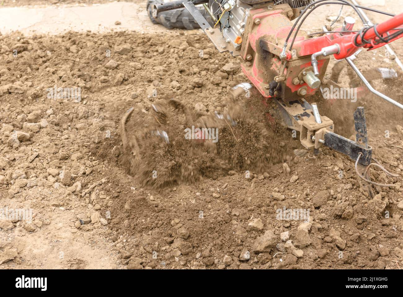 Hand tractor in the garden. A cultivator with a plow makes a furrow in ...