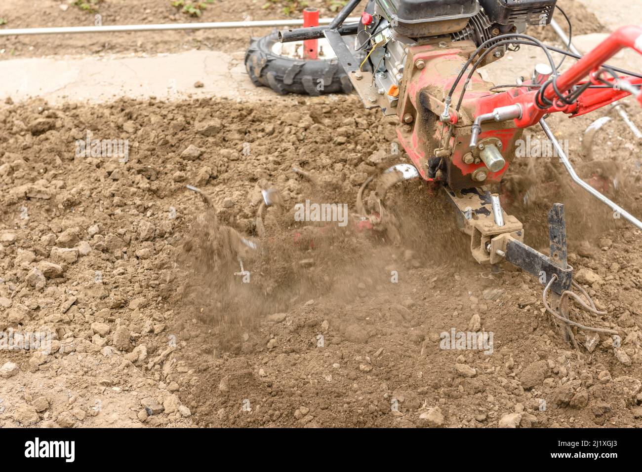 Hand tractor in the garden. A cultivator with a plow makes a furrow in ...