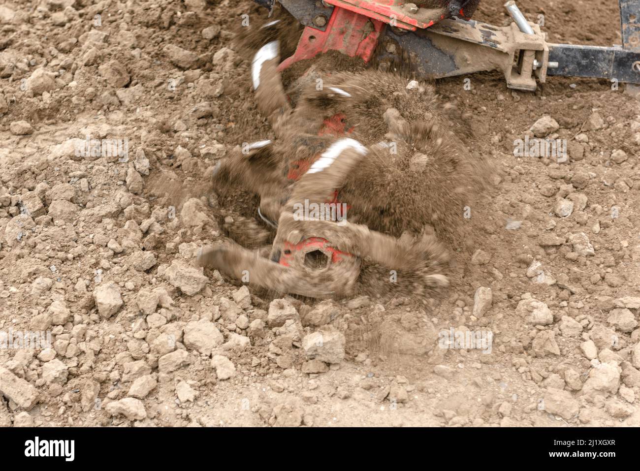 Hand tractor in the garden. A cultivator with a plow makes a furrow in ...