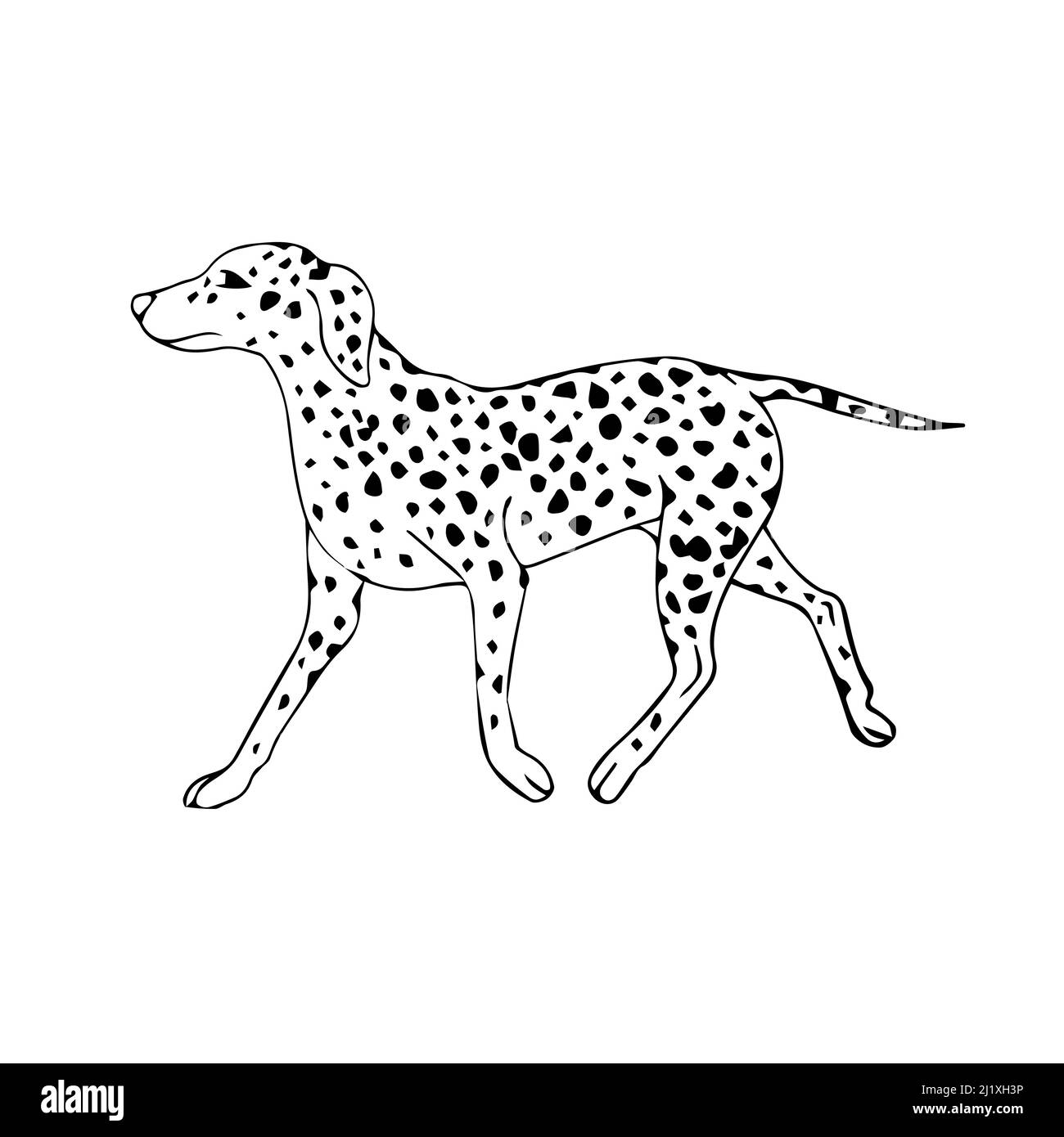 Vector hand drawn sketch doodle Dalmatian dog isolated on white ...